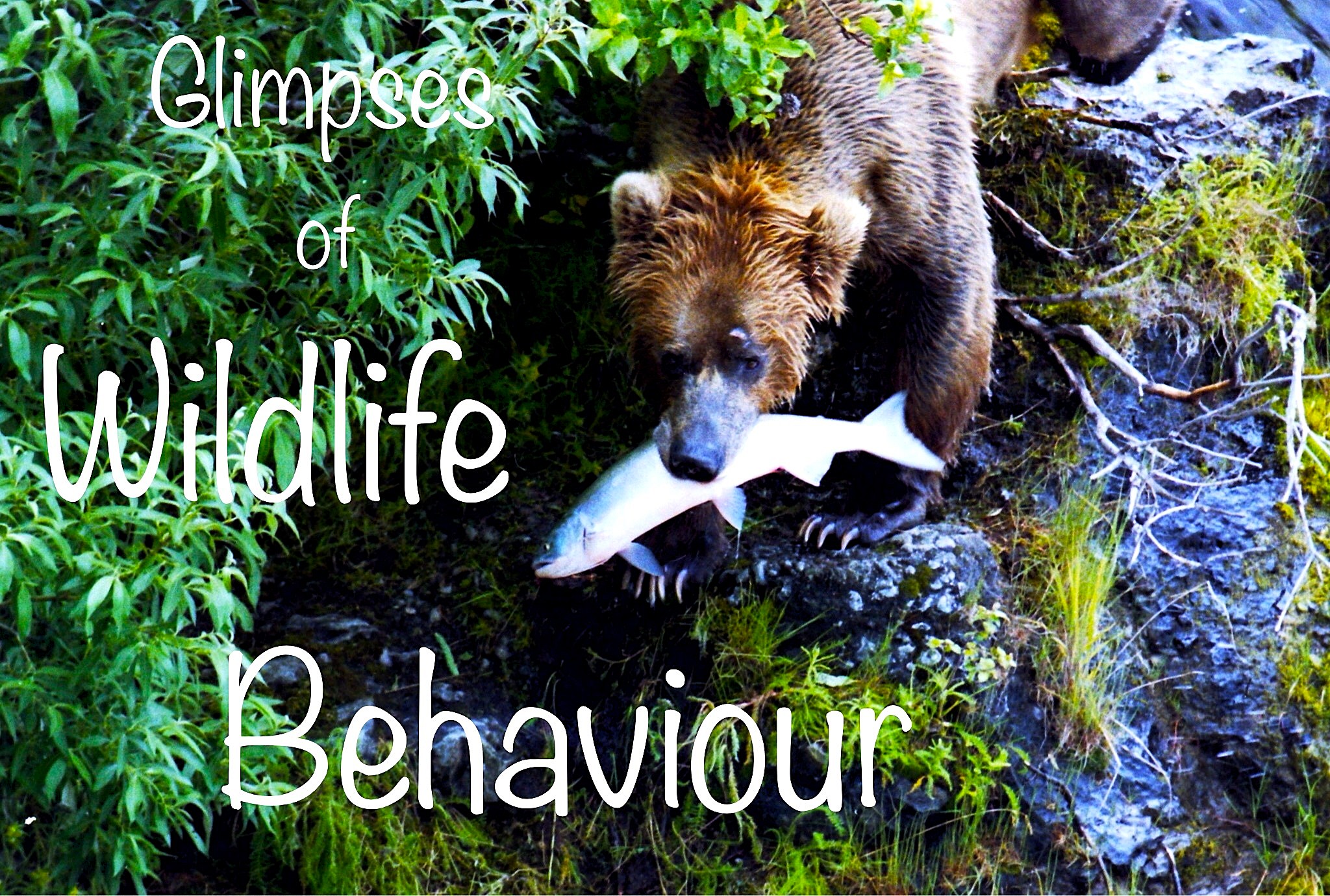 Simon and Mandy Martin Glimpses of Wildlife Behaviour – Budleigh ...