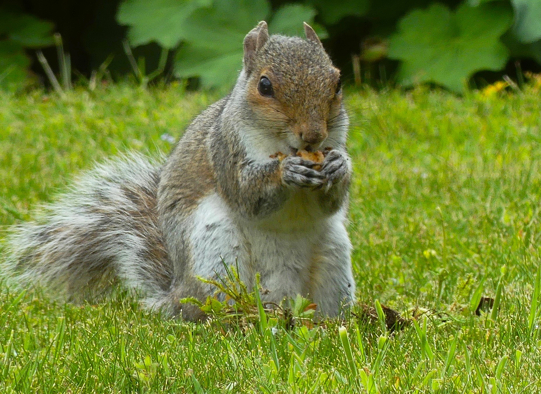 Simon and Mandy Martin Glimpses of Wildlife Behaviour – Budleigh ...
